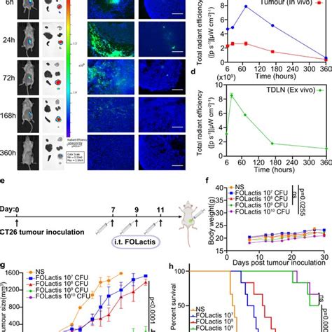 Temporal Colonization And Biodistribution Of Folactis A Left