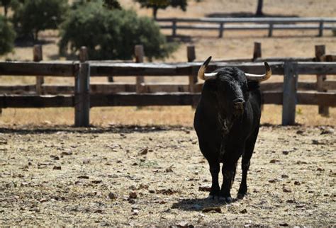 Toro De Lidia Banco De Fotos E Imágenes De Stock Istock