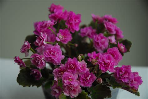 Emerald Фиалка Фото И Описание – Telegraph