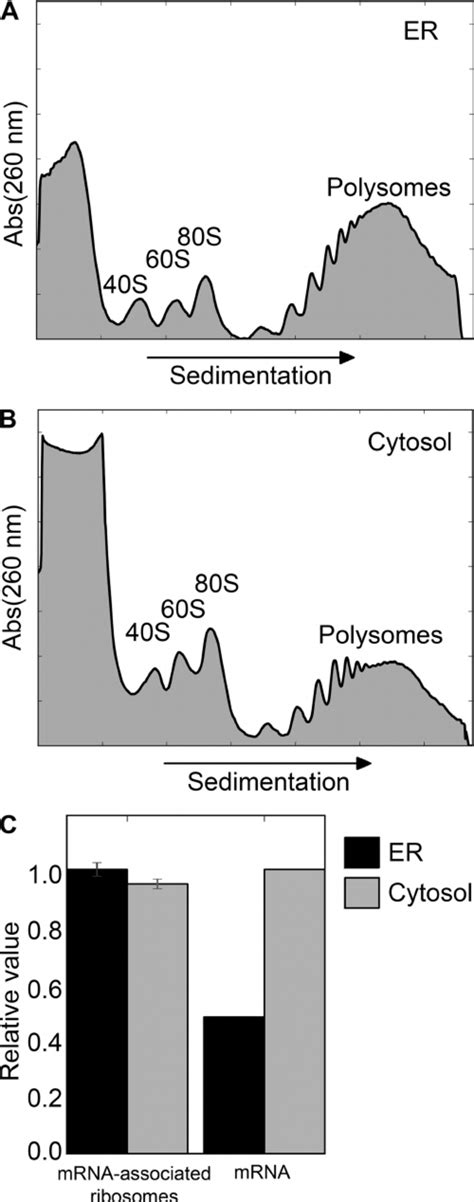 Biochemical Characterization Of Translation In Cytosol And Er A And B Download Scientific