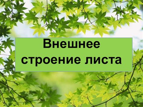 Биология 6 класс строение листа презентация 6 класс