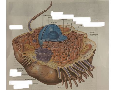 Structures Of Composite Cell Quiz