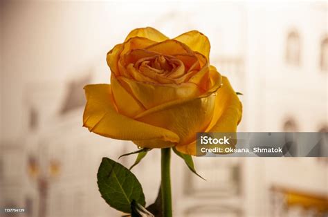 테이블 위에 서 있는 장미의 큰 밝은 노란 꽃이 바랜 것입니다 녹색 잎과 가시 집 창문 카페 거리 램프와 마을 배경 가시에 대한 스톡 사진 및 기타 이미지 Istock