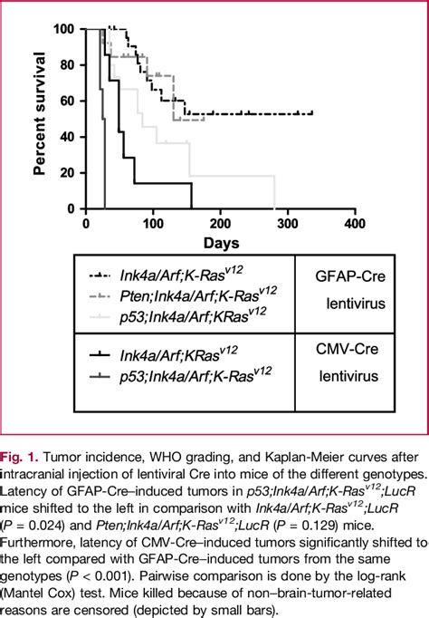 Figure 1 From Rapid And Robust Transgenic High Grade Glioma Mouse Models For Therapy
