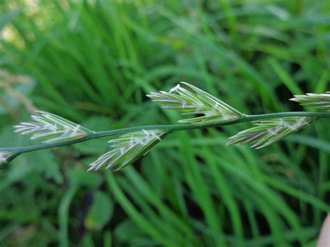 Плевел опьяняющий 68 фото НА ДАЧЕ ФОТО