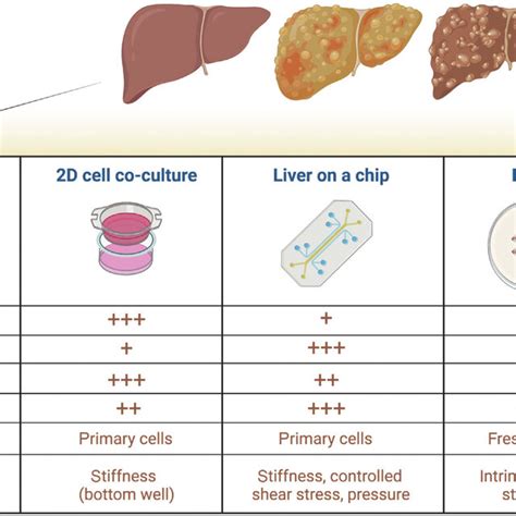 Schematic View Of Mostly Used In Vitro Models In Hepatology þ Low