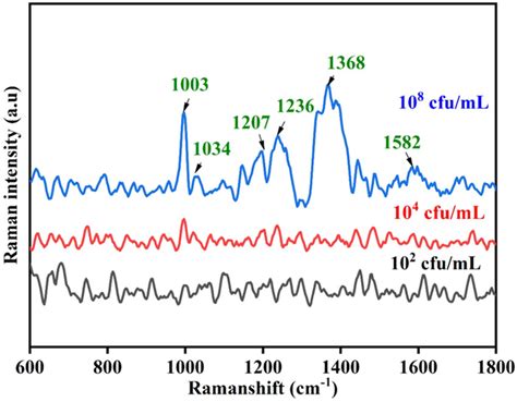 Raman Spectral Data Of E Coli Using Ag Capped Al Nrs As Sers Substrate