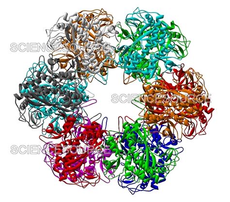 Glutamine Synthetase Enzyme Stock Image Science Source Images