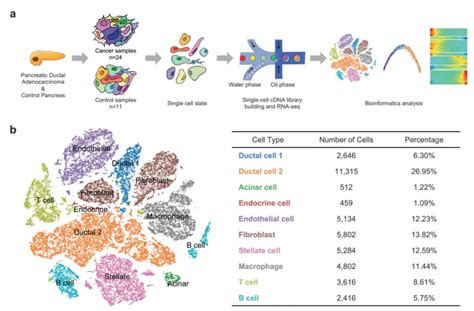文献解读｜单细胞rna Seq揭示胰腺导管腺癌的肿瘤内异质性和恶性进展 哔哩哔哩