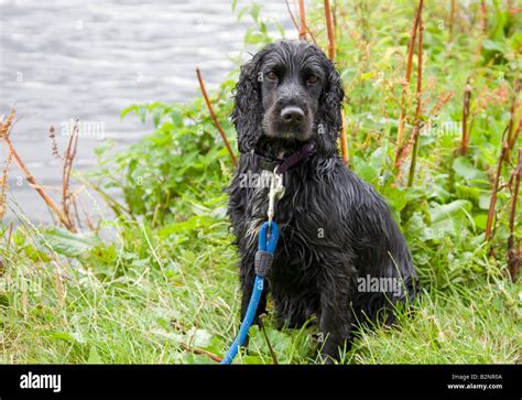 Cocker Noir Banque De Photographies Et Dimages à Haute Résolution Alamy