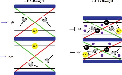 Cell Expansion In The Presence Left And Absence Right Of Water And Download Scientific