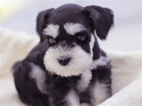 견종 이야기 슈나우저