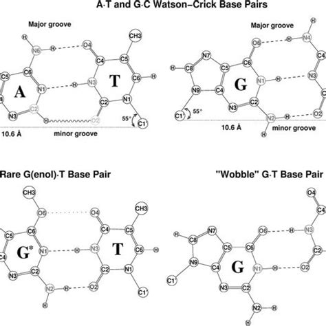 Pdf Watsoncrick Base Pairs Character And Recognition