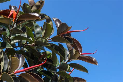 Szobafikusz Ficus Elastica Vízigénye Fényigénye Gondozása