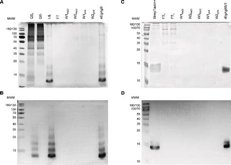 Figure 2 From Modulatory Actions Of Echinococcus Granulosus Antigen B