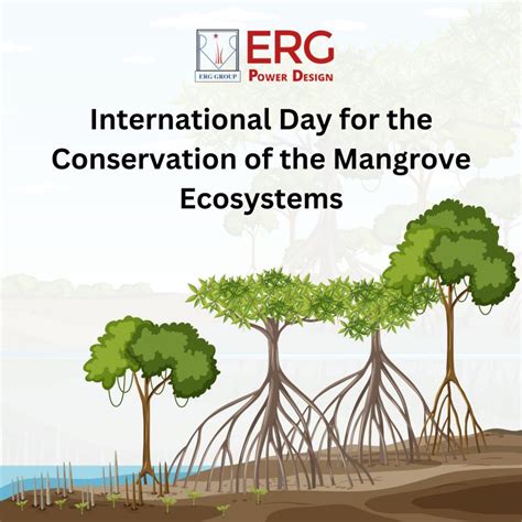 Erg Power Design On Linkedin Mangrove Mangrove Mangroves