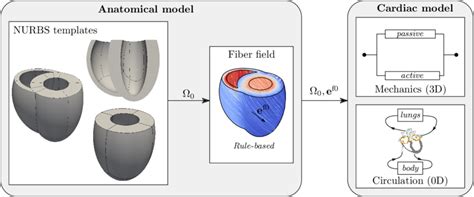 The Iga Model Workflow Consists Of Two Main Components The Anatomical Download Scientific