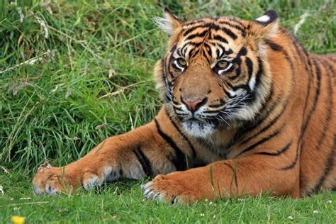 Apakah Melindungi Harimau Di Hutan Bisa Atasi Perubahan Iklim