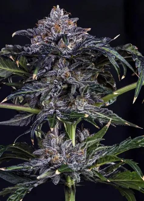 Appletizer Seeds By Mephisto Genetics Growdiaries