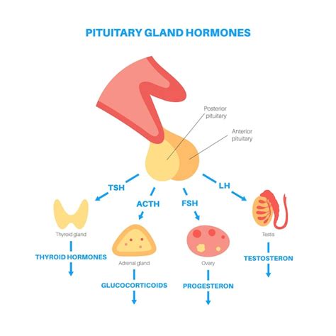 Premium Vector Pituitary Gland Anatomy Human Endocrine System Brain