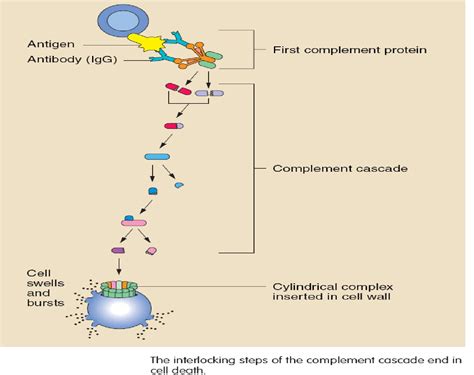 Immunology Complement System Flashcards