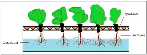 Cross Section Of A Non Circulating Hydroponic System Download