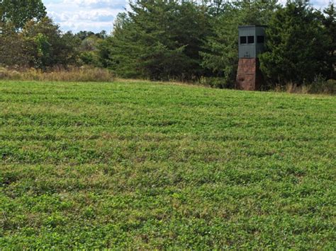 Project Portfolio Clover Food Plot Planting And Maintenance