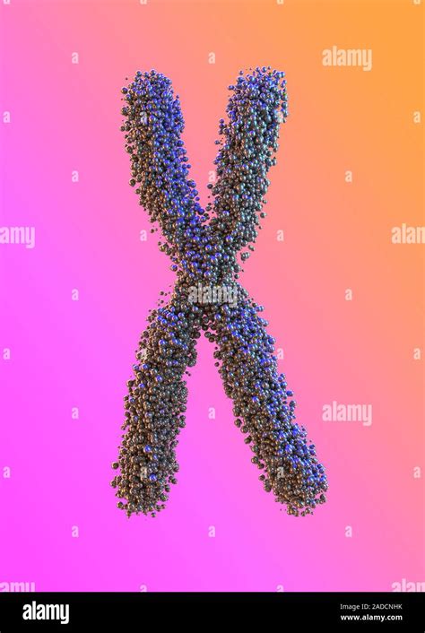 Chromosome Computer Illustration Of A Human Chromosome Chromosomes