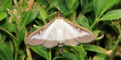 Fusiform Rust Disease Davey Tree