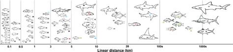Linear Scale Of Movement Of Coral Reef And Coastal Pelagic Fi Sh