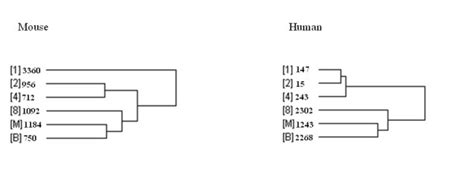 The Comparison Of Hierarchical Clustering Analysis On Samples Groups Download Scientific