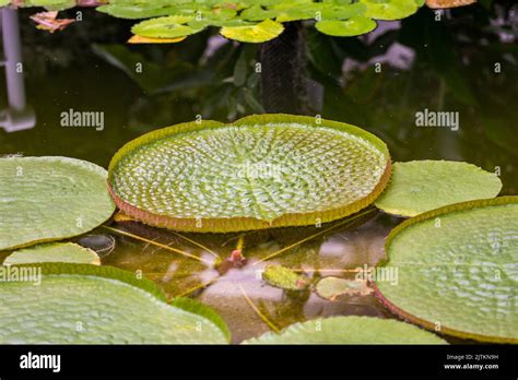 Nymphaea Leaves On The Water Plant Growing In The Lake With Big Leaf