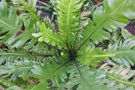 Asplenium Nidus Photographed From Above Stock Image Image Of Jungle