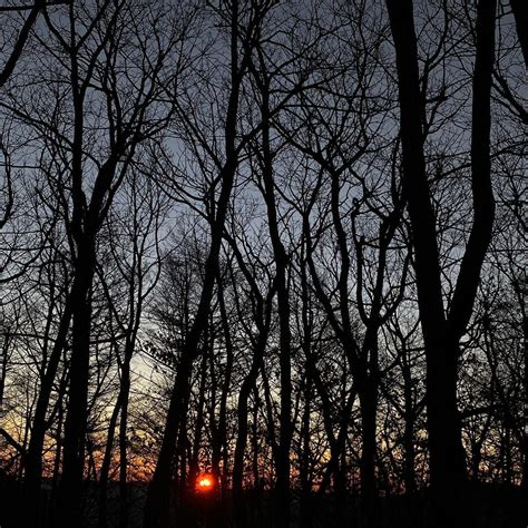 정선여행 산에서 보는 일출과 일몰 왠지 특별하지 않나요 특히 앙상해진 겨울 나무들 사이로 보는