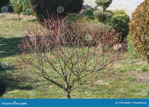 A Small Tree Without Leaves In Autumn Tree Branches Without Leaves Autumn Stock Image Image