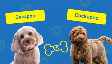Is A Cavapoo Or Cockapoo Bigger