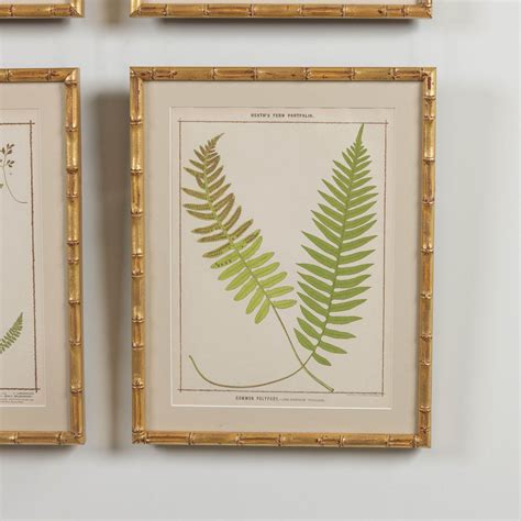 19th C Collection Of Four Framed English Chromolithograph Ferns For
