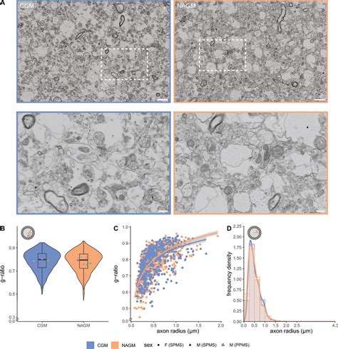 Myelinated Axons In Cgm And Nagm Have A Similar G Ratio And Axon Size