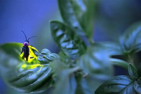 Firefly Life History Firefly Atlas