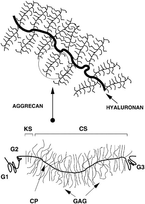 Proteoglycan Aggregate