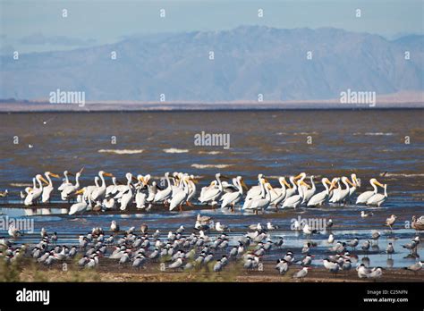 Migrating Birds At The Sono Bono National Wildlife Preserve On The
