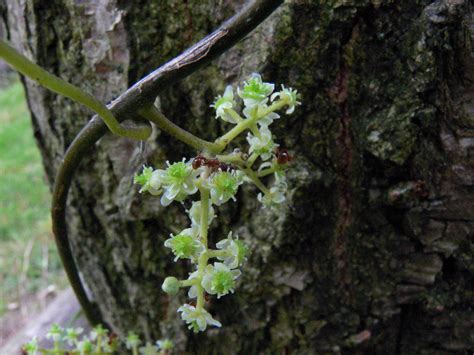 Sinomenium Acutum