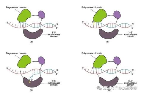 生命密码dna，神奇组分碱基对！ 知乎