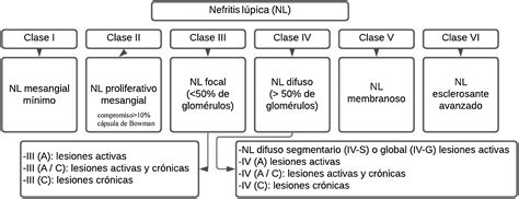 Lupus Nephritis An Update Revista Colombiana De Reumatología