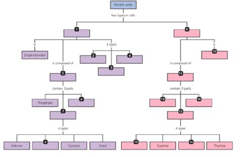 Nucleic Acids Concept Map