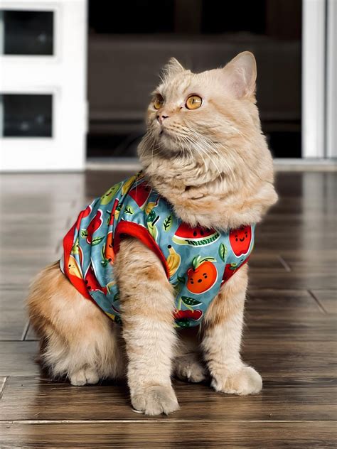 Cat Long Haired Yellow Free Photo On Pixabay