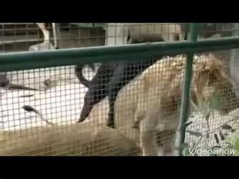 كلب ينيك أسد YouTube