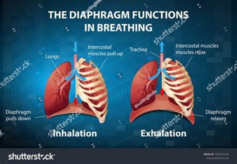 Lungs Diaphragm
