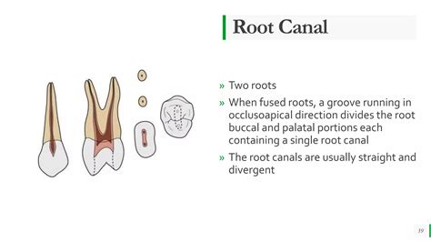 Root Canal Anatomy Pptx