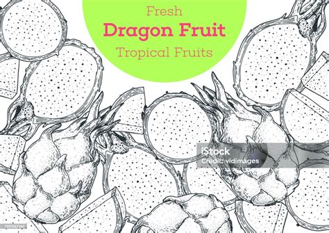 드래곤 과일 손으로 그린 패키지 디자인 벡터 그림입니다 디자인 스케치 브로셔 일러스트레이션 빈티지 복고풍 디자인 피타야 프레임 일러스트레이션 포장 설계에 사용할 수 있습니다